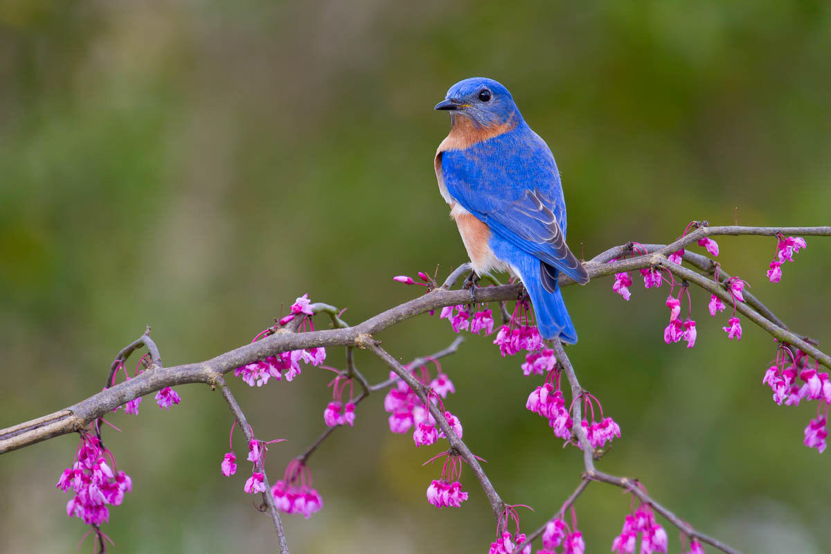 Birds Of B I R D S Audubon South Carolina birds-of-b-i-r-d-s-audubon-south-carolina