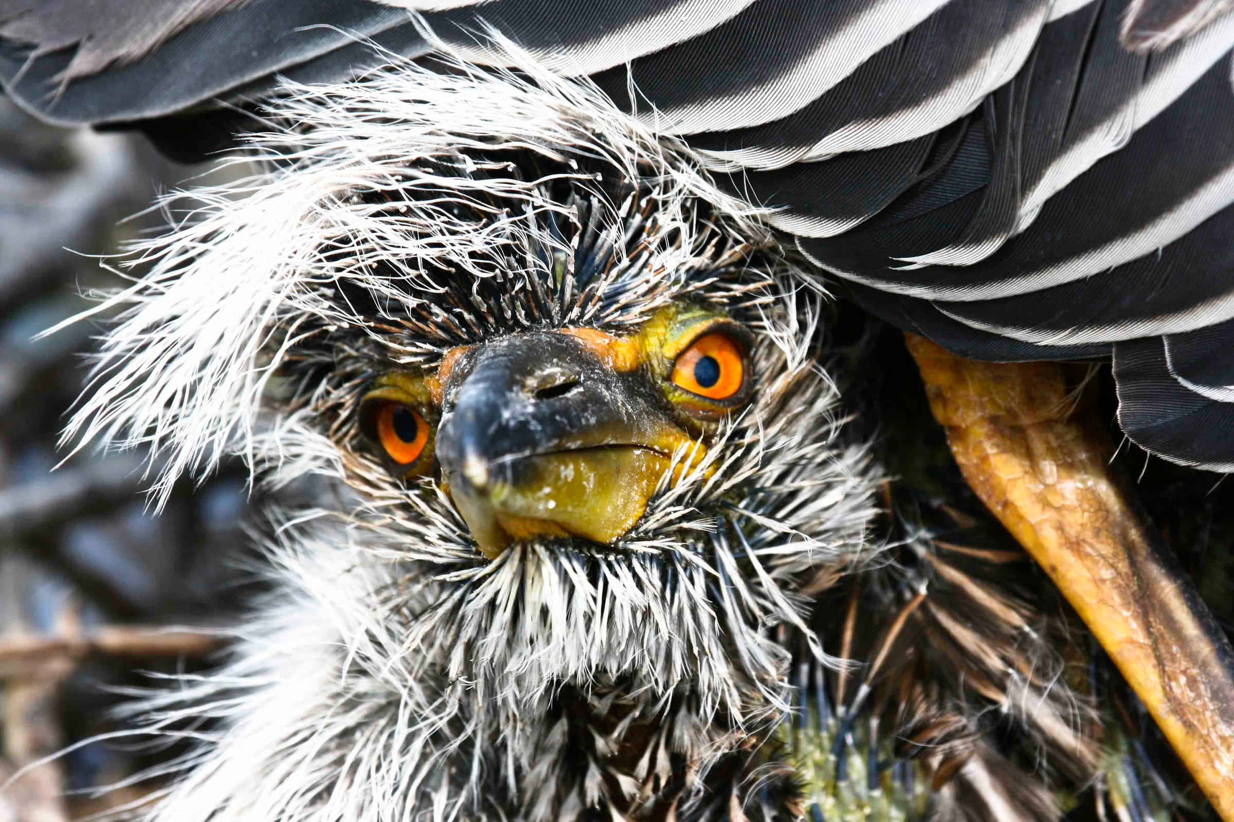 Overview | Audubon South Carolina Overview | Audubon South Carolina