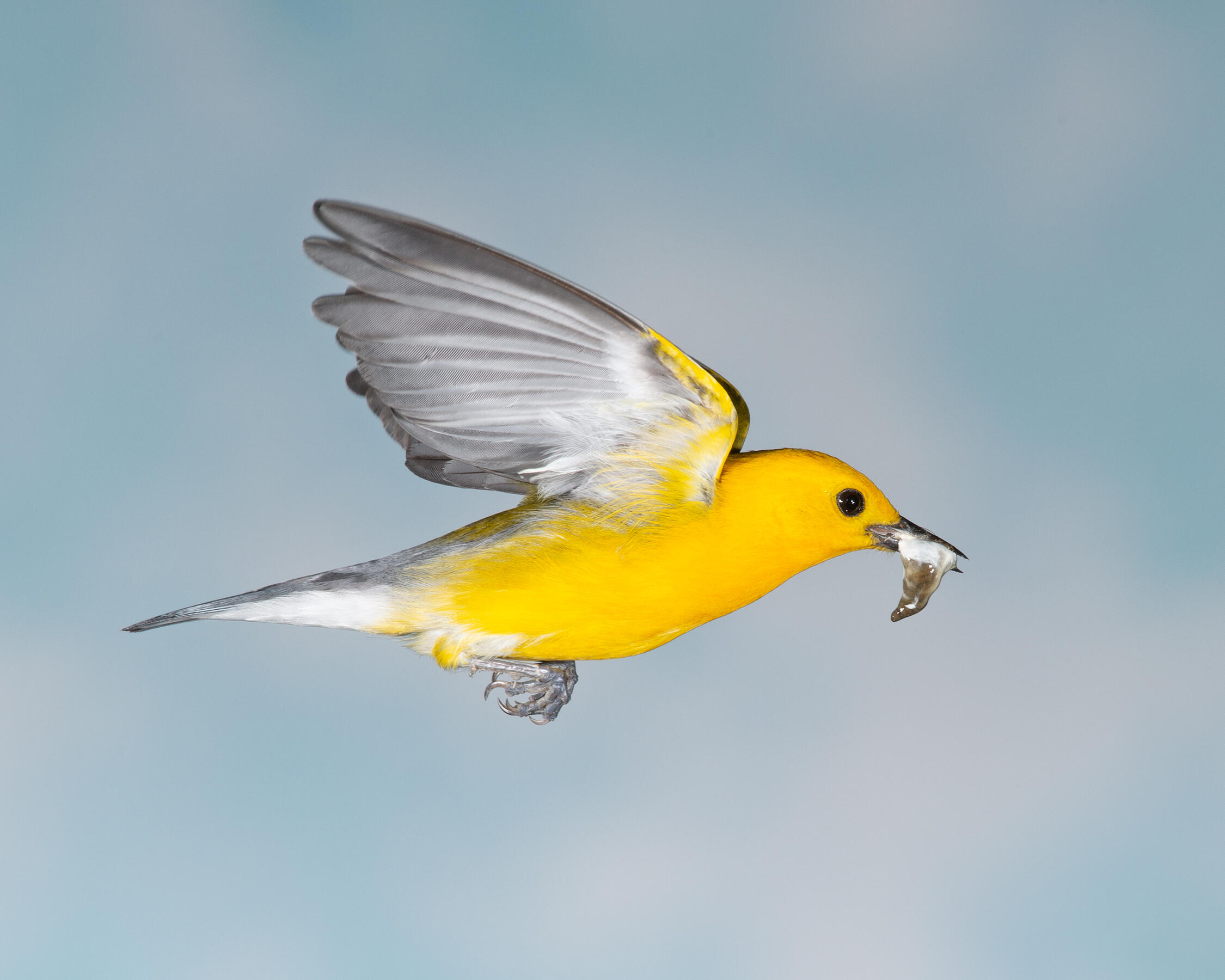 Audubon South Carolina