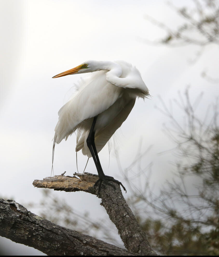 Audubon South Carolina Releases 2021 Policy Agenda | Audubon South Carolina Audubon South Carolina Releases 2021 Policy Agenda | Audubon South Carolina