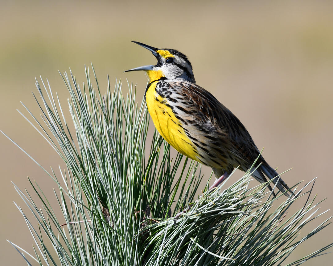 Audubon South Carolina Releases 2024 Policy Agenda | Audubon South Carolina