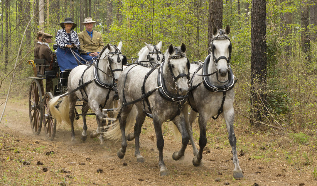 Audubon's Silver Bluff Sanctuary | Audubon South Carolina